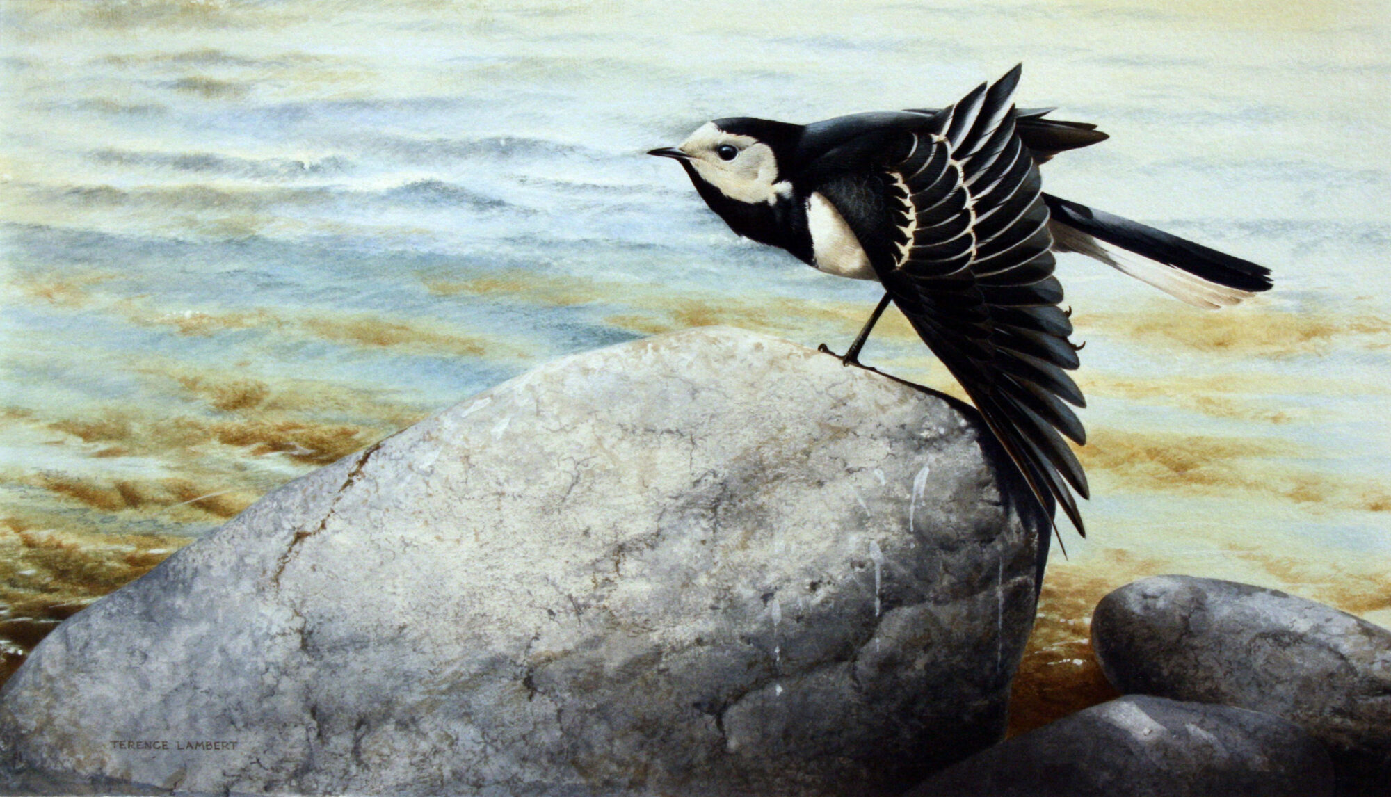 Pied Wagtail Wingstretch – MOMA Machynlleth