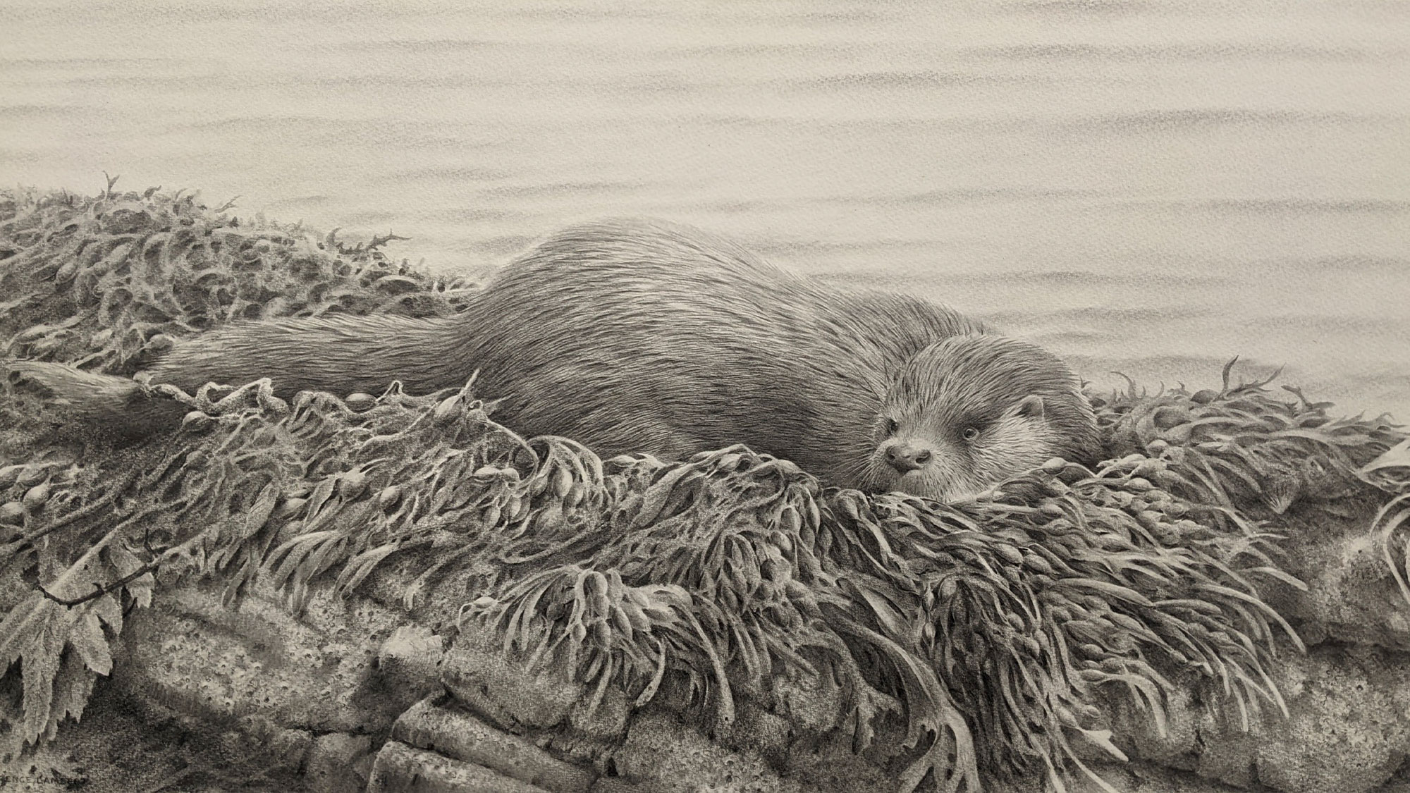 Terence Lambert: Nature is in the Detail - MOMA Machynlleth