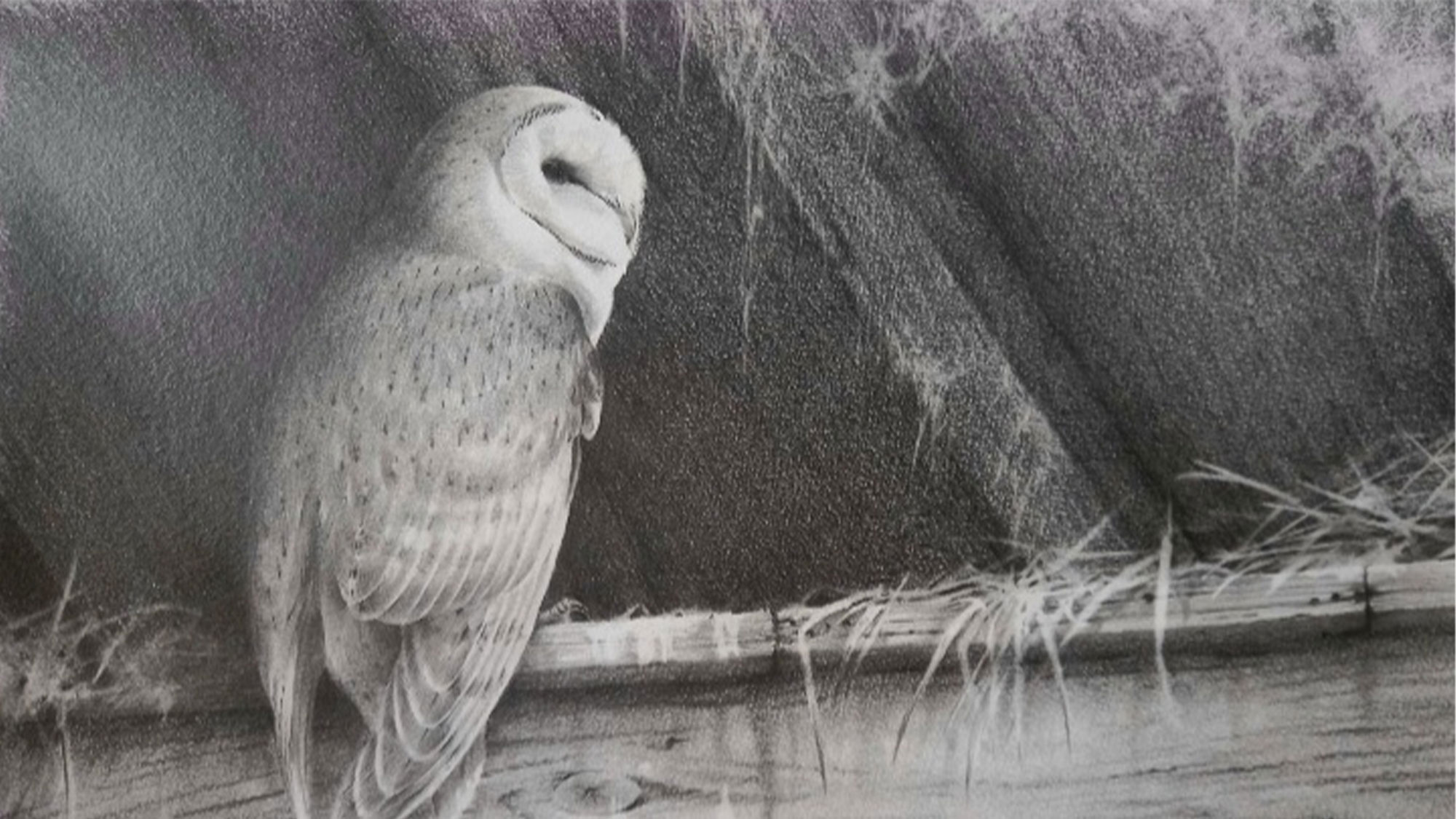 Terence Lambert: Pencil Studies - MOMA Machynlleth